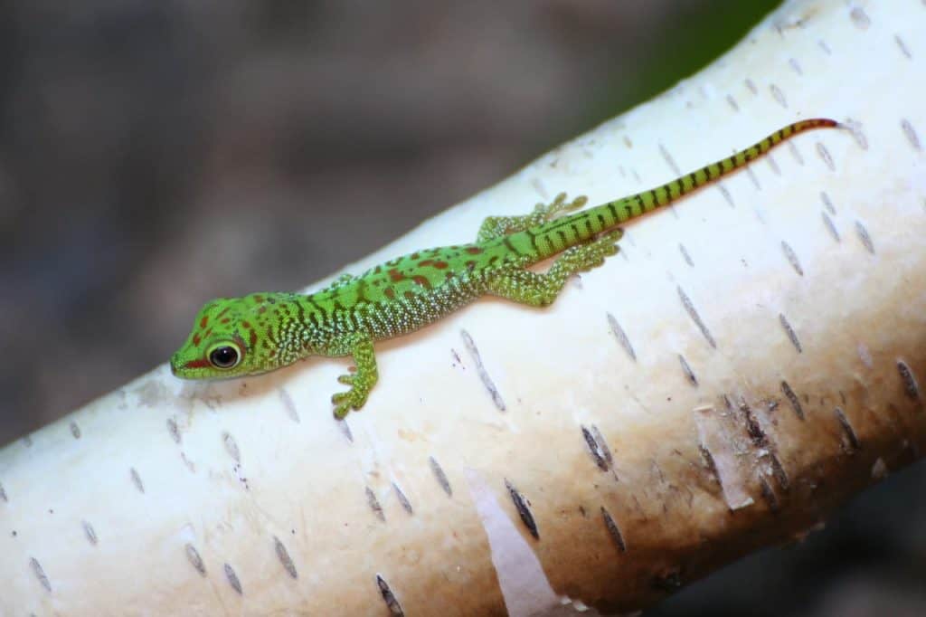 40 Spiritual Lizard Dream Meanings & Scenarios