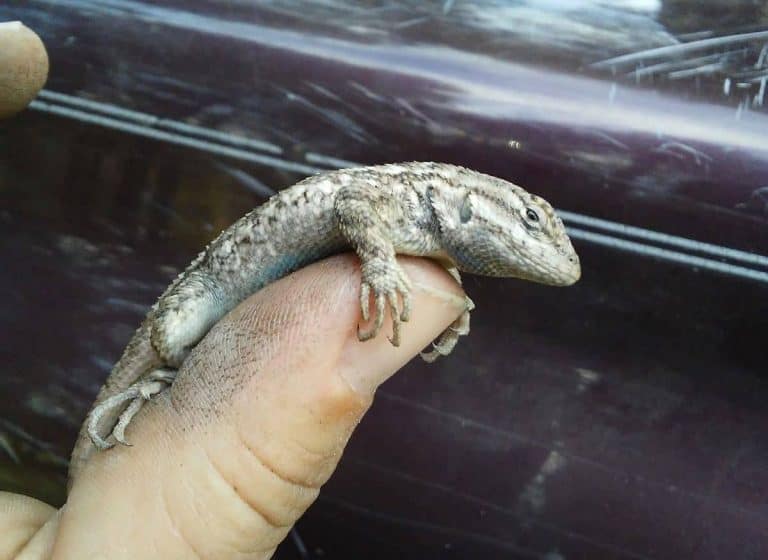 40 Spiritual Lizard Dream Meanings & Scenarios