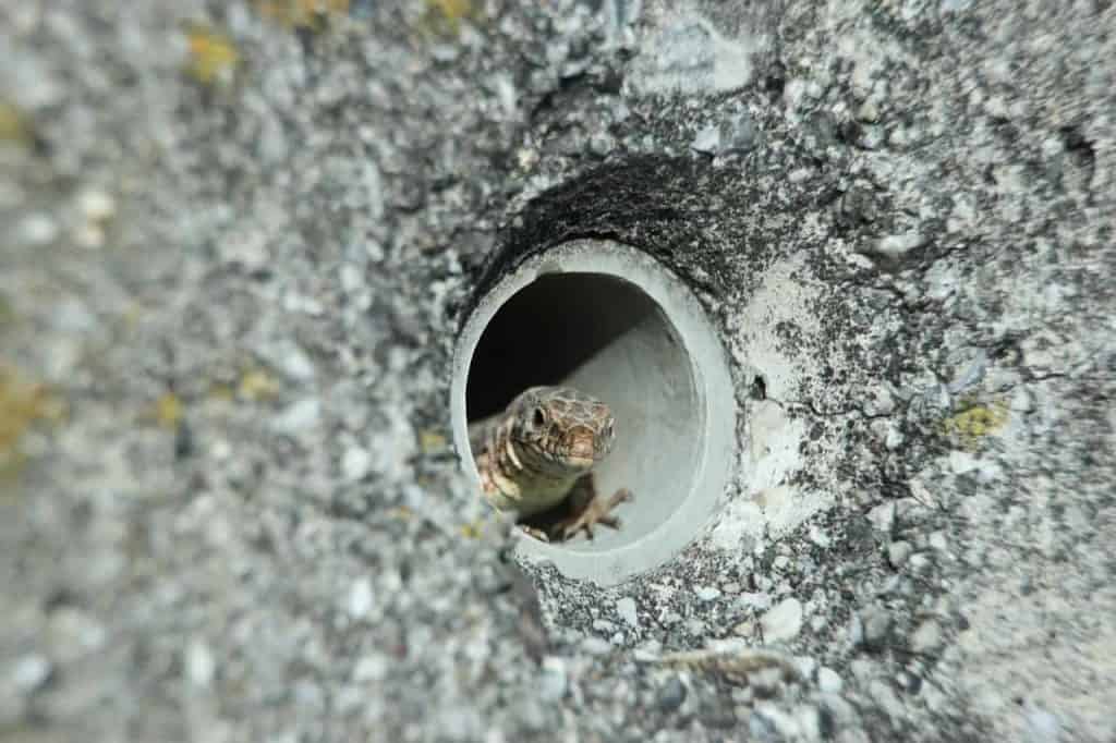 40 Spiritual Lizard Dream Meanings & Scenarios