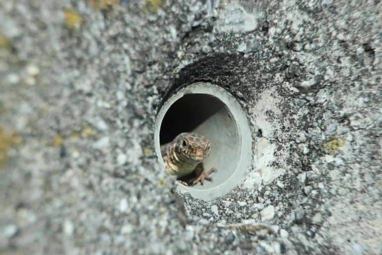 40 Spiritual Lizard Dream Meanings & Scenarios