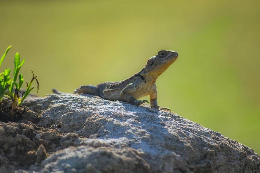 40 Spiritual Lizard Dream Meanings & Scenarios