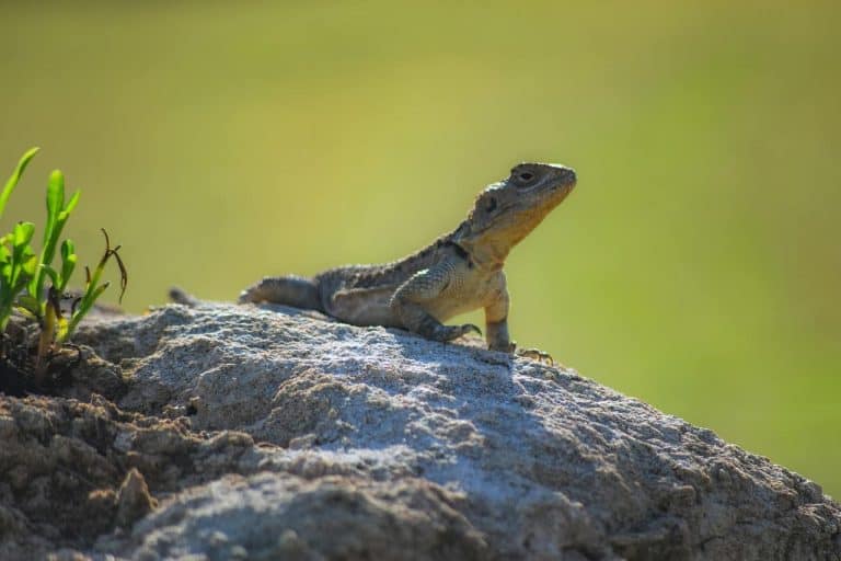 40 Spiritual Lizard Dream Meanings & Scenarios