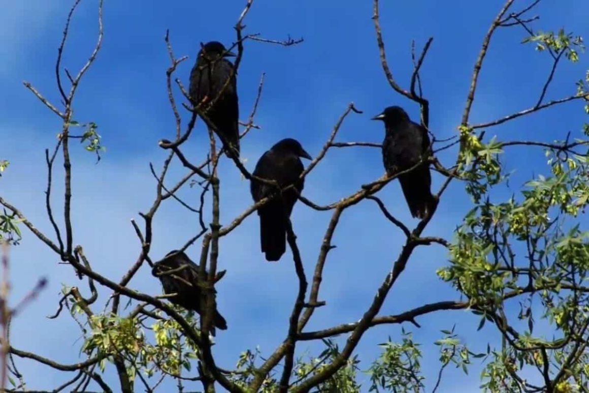 27 Spiritual Meanings of Crows in Dreams (Not Hopeful)