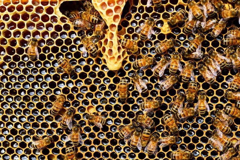 Dreams About Bees Meaning Spiritual Messages dreams-about-bees-meaning-spiritual-messages