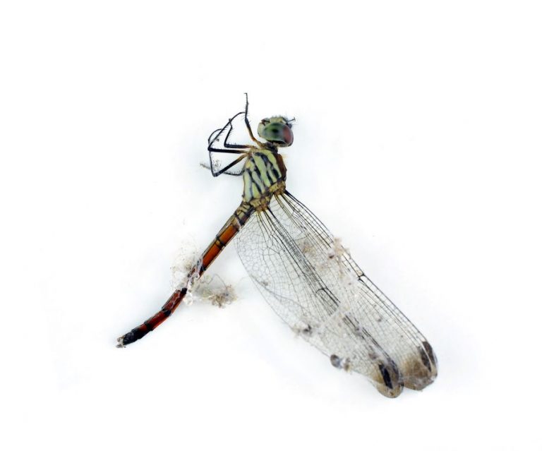 7 Spiritual Meanings When a Dragonfly Lands on You