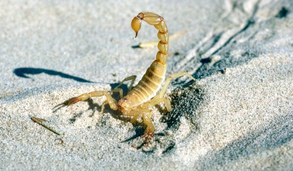 Scorpion Dream Meaning & Spiritual Messages Explained