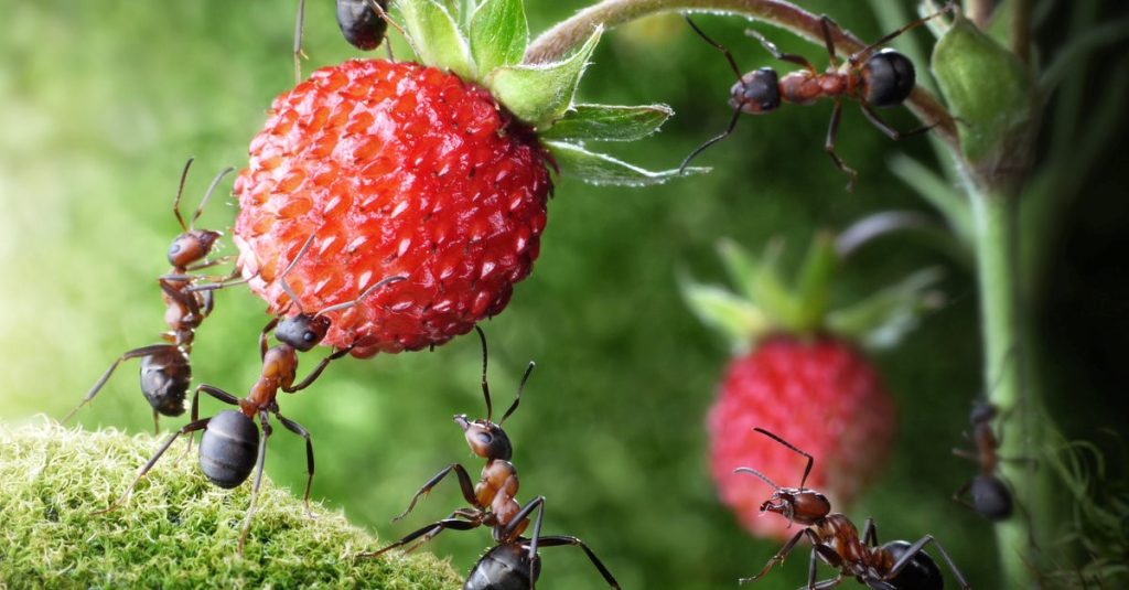 17 Spiritual Meanings of Dreams About Ants (Good & Bad)