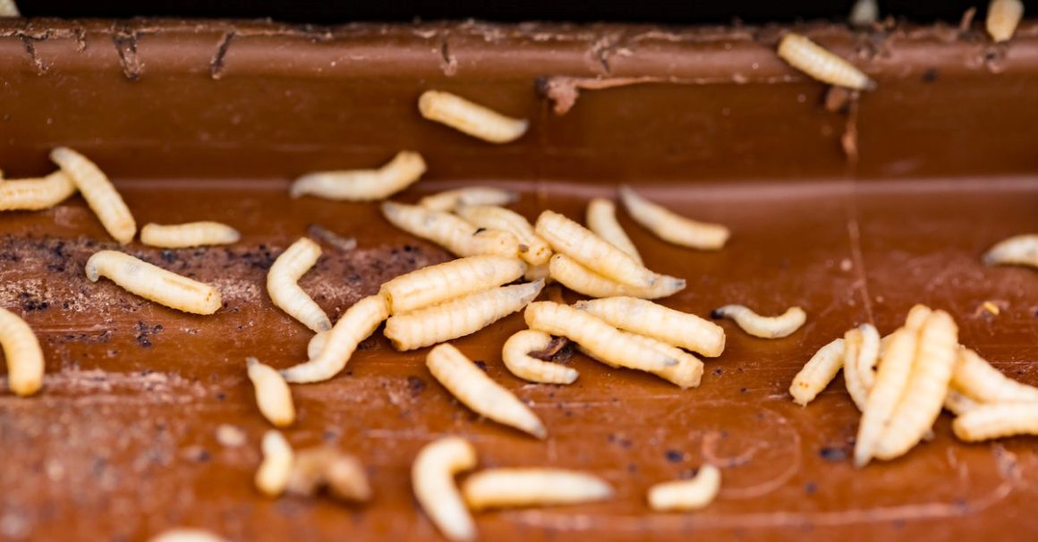 15 Spiritual Meanings of Maggots in House You Can’t Ignore