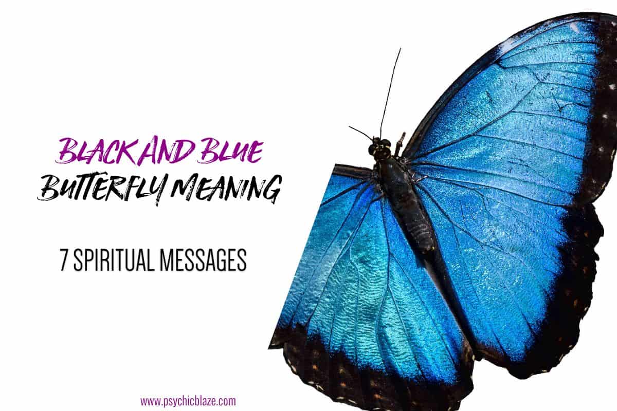 Black And Blue Butterfly Meaning 7 Spiritual Messages Black And Blue Butterfly Meaning 7 Spiritual Messages