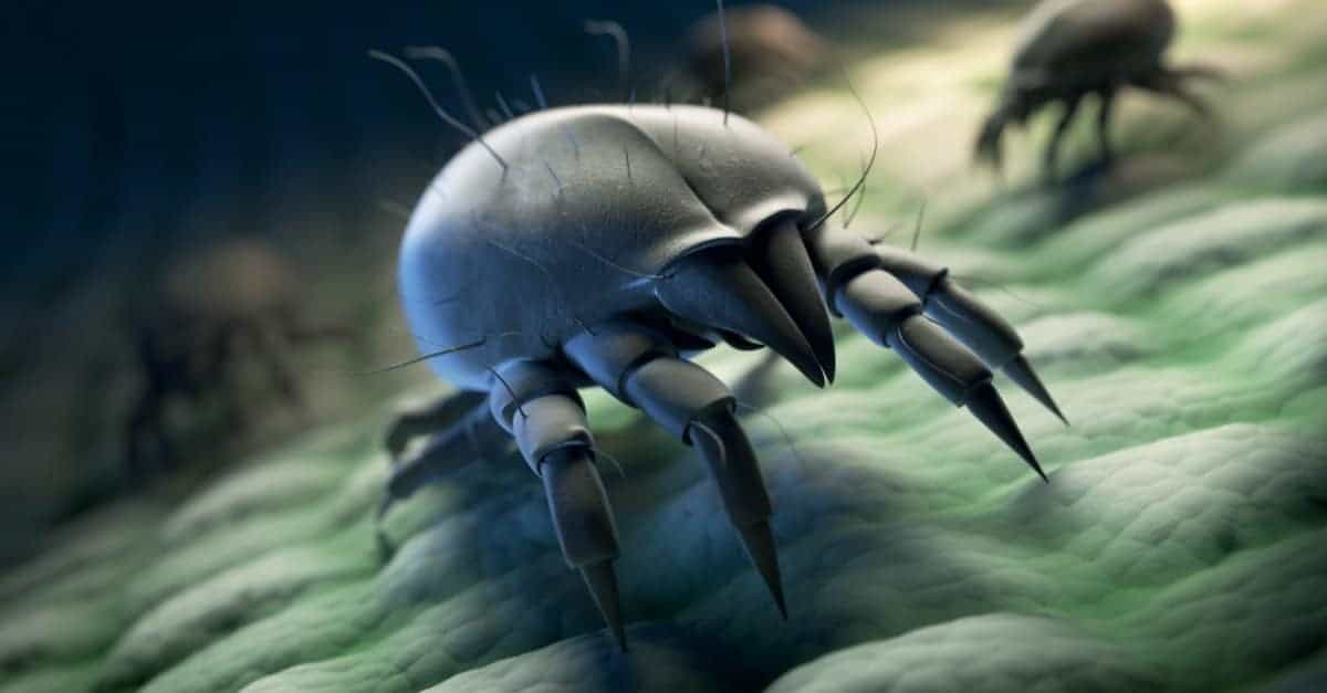 Dream About Ticks: 7 Serious Meanings Behind This Dream