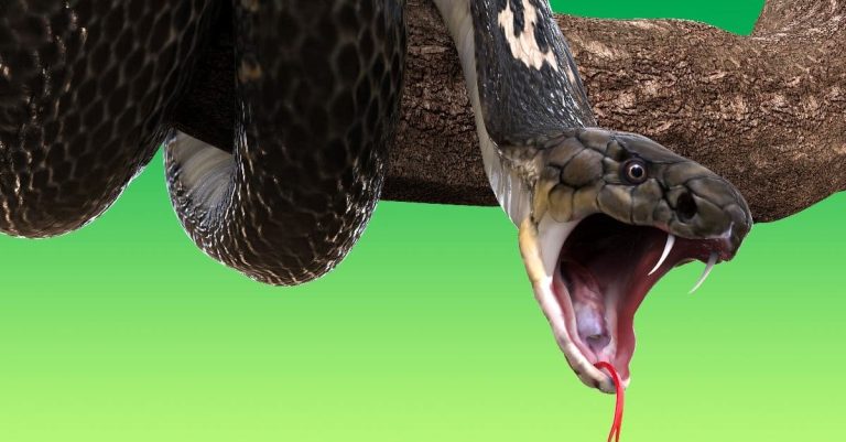 10 Spiritual Meanings of Dreams About Black Snakes