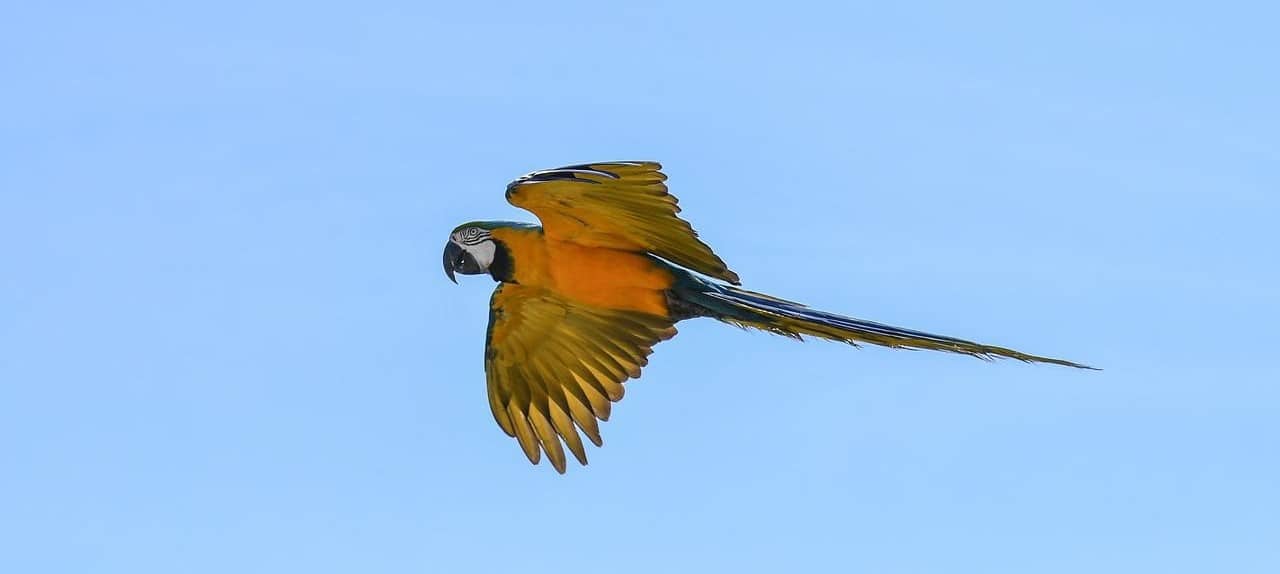 Parrot Dream Meaning & Spiritual Messages Explained