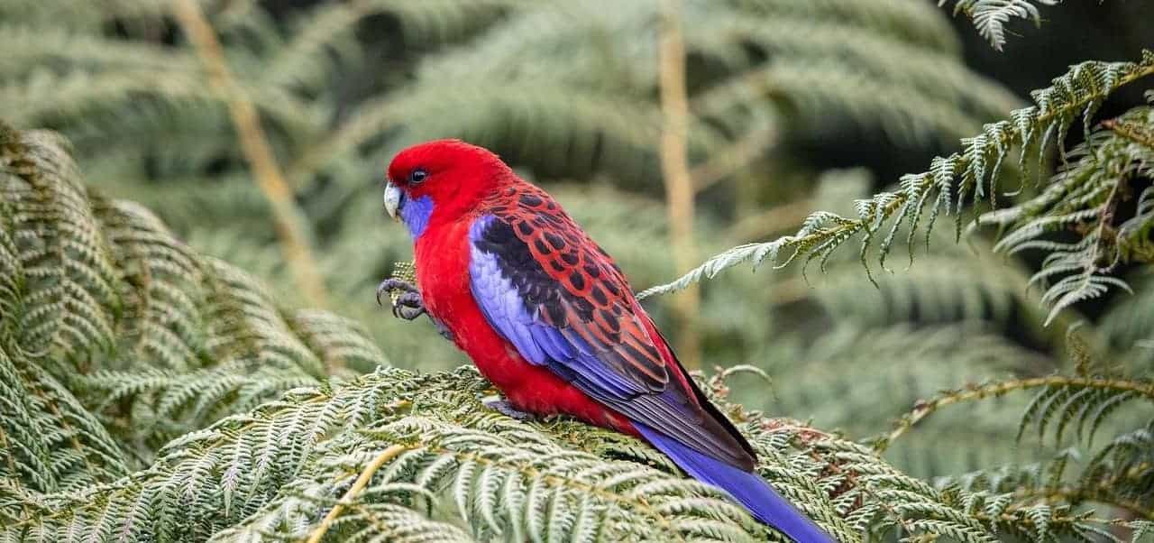 Parrot Dream Meaning & Spiritual Messages Explained