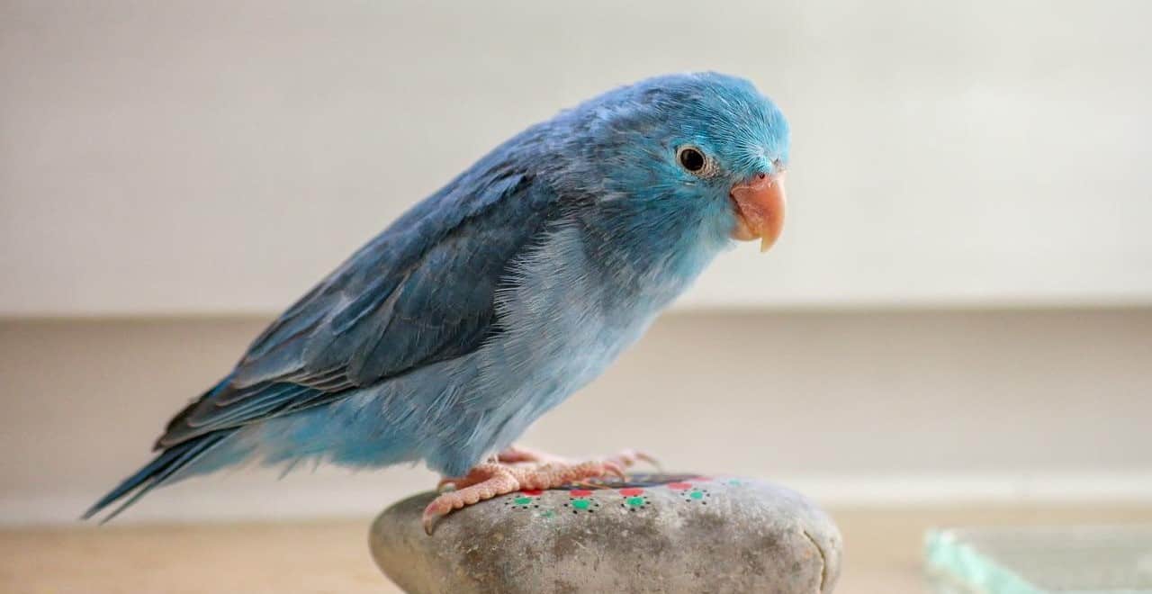 Parrot Dream Meaning & Spiritual Messages Explained