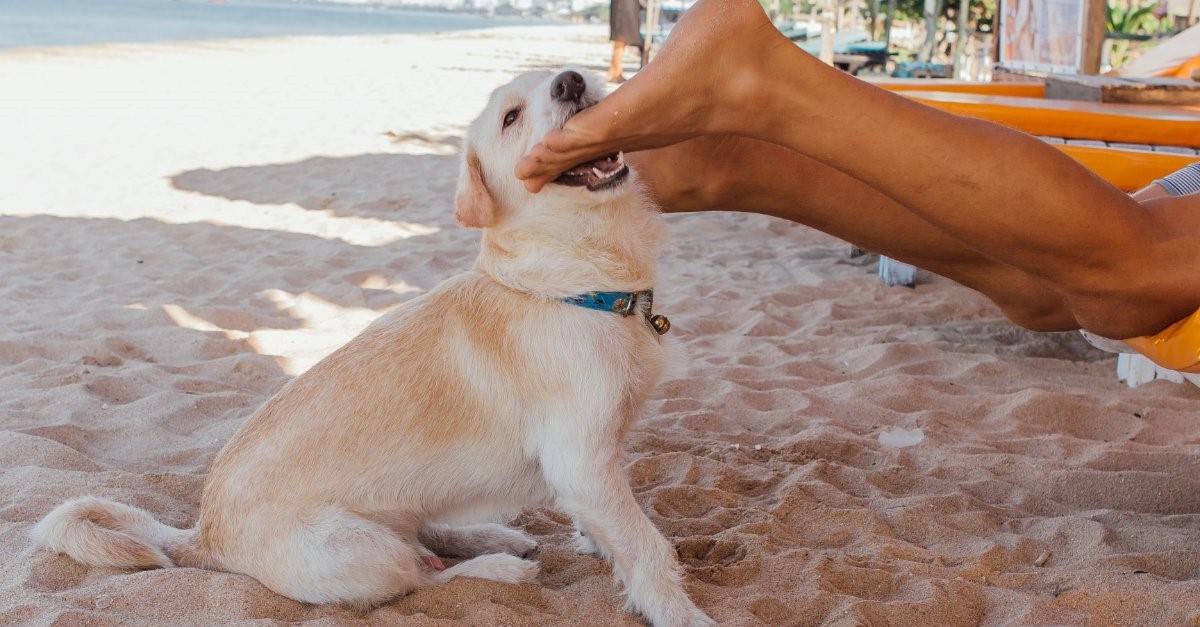 9 Spiritual Meanings When You Dream of Dog Biting You