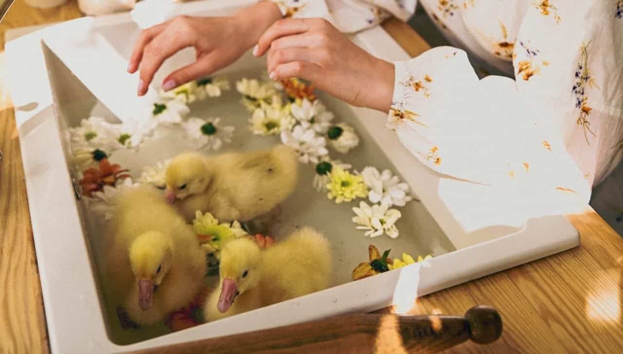 Duck Dream Meaning & Spiritual Messages Explained