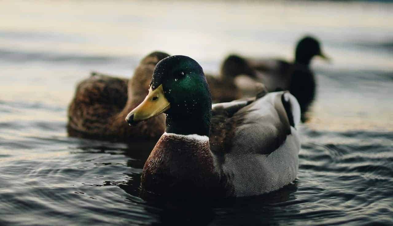 Duck Dream Meaning & Spiritual Messages Explained