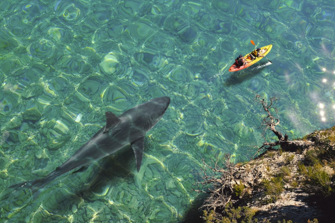 Biblical Meanings of Shark in Dreams (Explained)