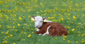 Cow Dream Meaning & Spiritual Messages Explained