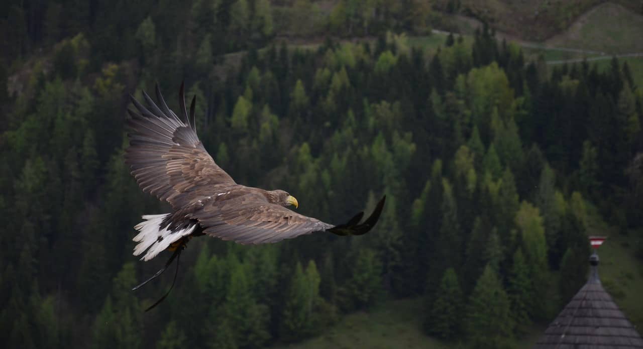 13 Spiritual Biblical Meanings of Birds in Dreams
