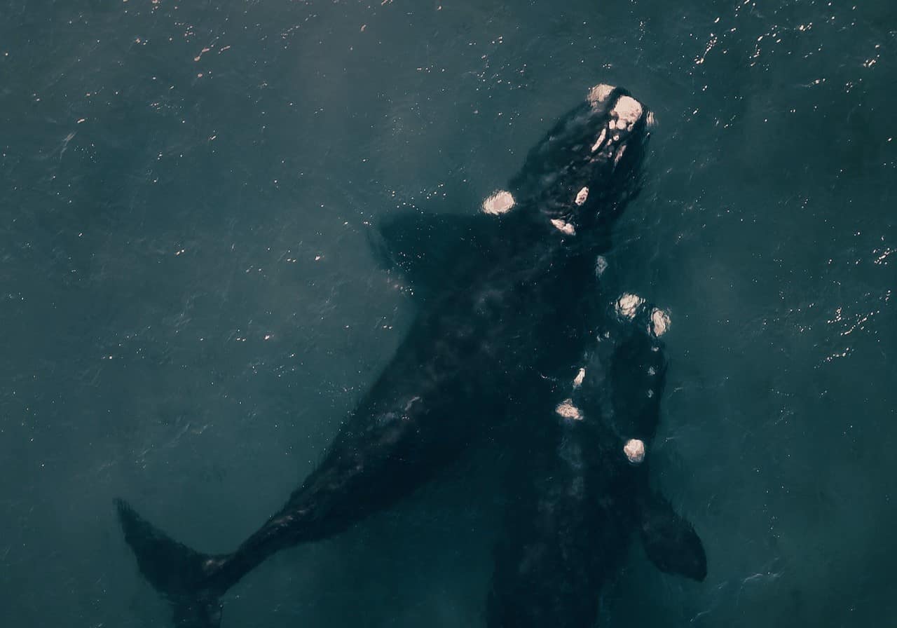 5 Important Biblical Meanings of Whales in a Dream