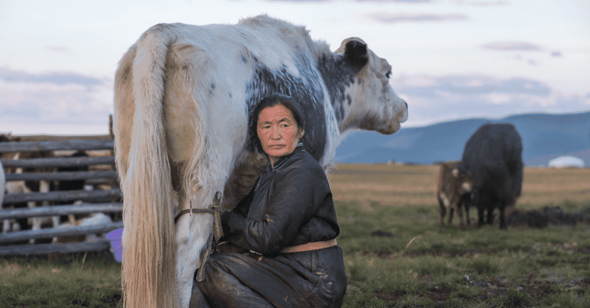 Cow Dream Meaning & Spiritual Messages Explained