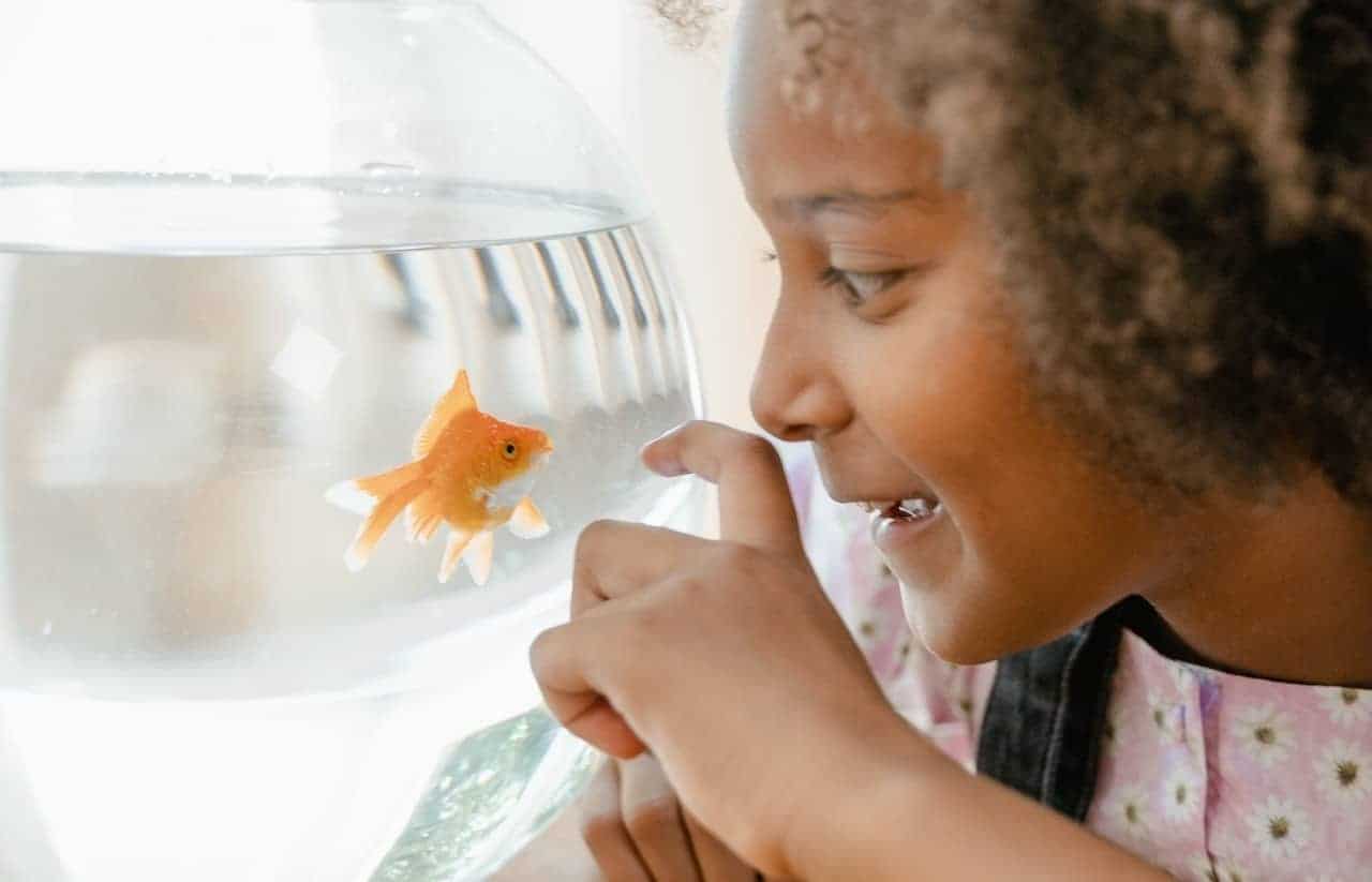 10 Spiritual Meanings When You Dream About Goldfish