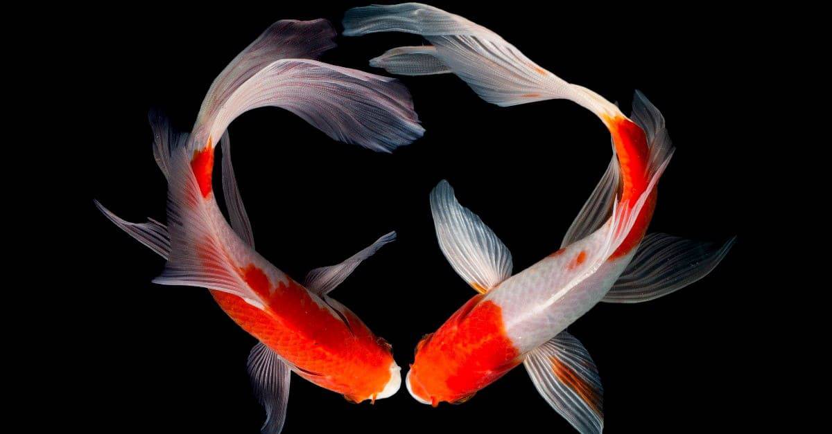 10 Spiritual Meanings When You Dream About Goldfish