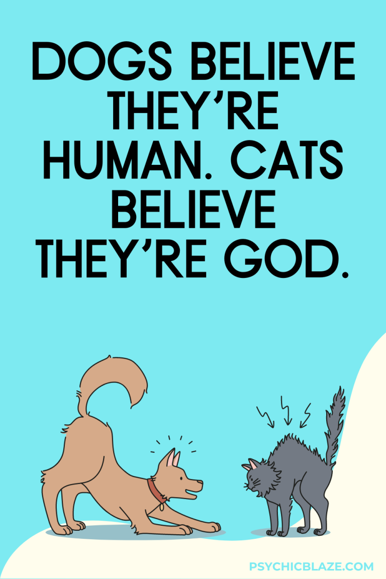 Hilarious Cat Vs. Dog Rivalry Jokes & Quotes