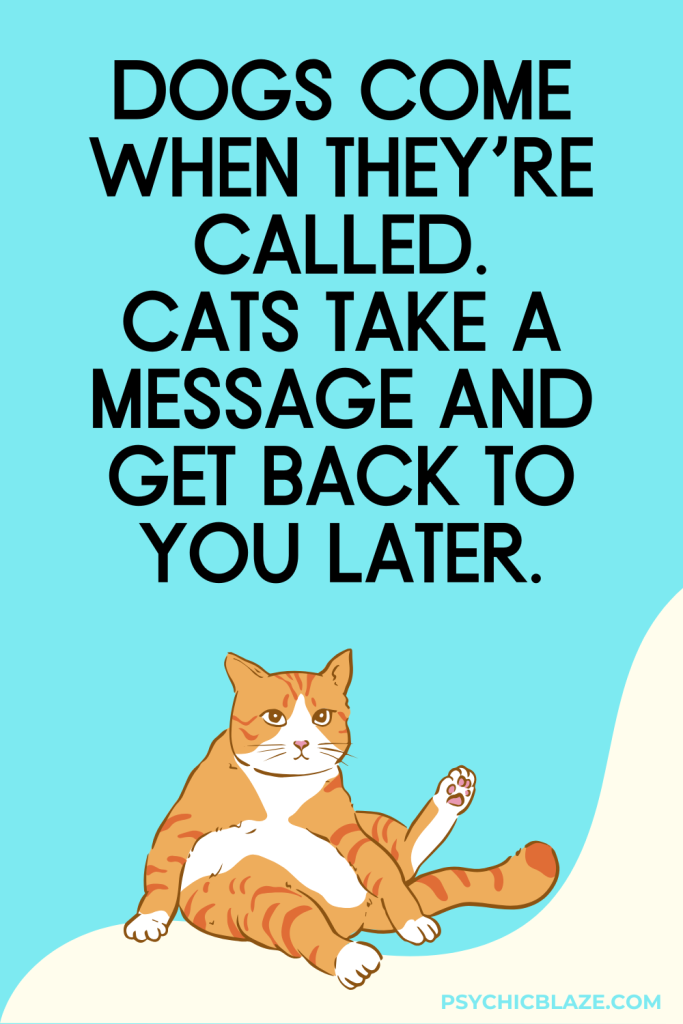 50+ Funny Cat Quotes to Brighten Your Day